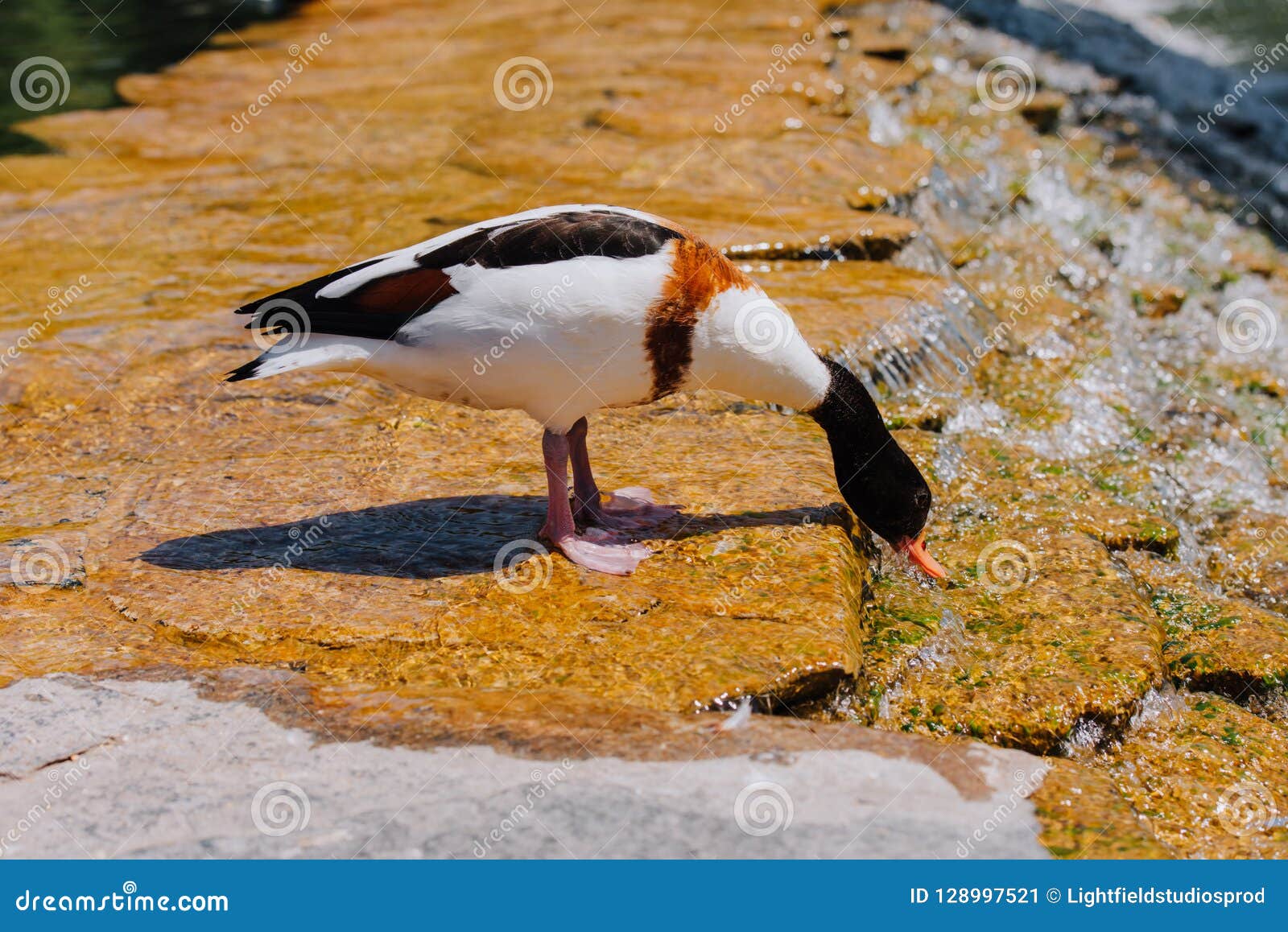 Side View of Duck Standing on Shallow Water Stock Image - Image of ...