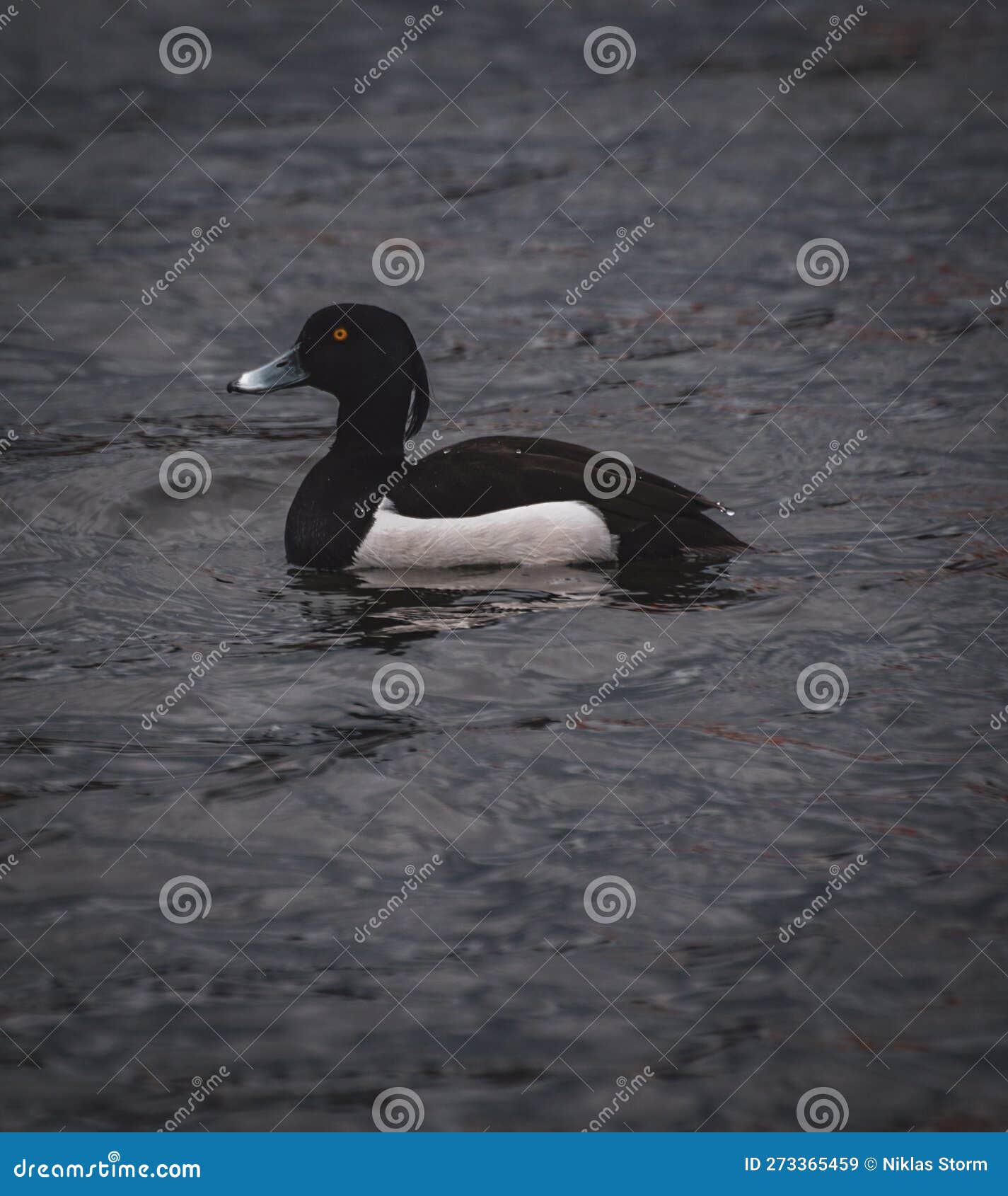 Side View of Duck Swimming in Lake Stock Image - Image of goose ...