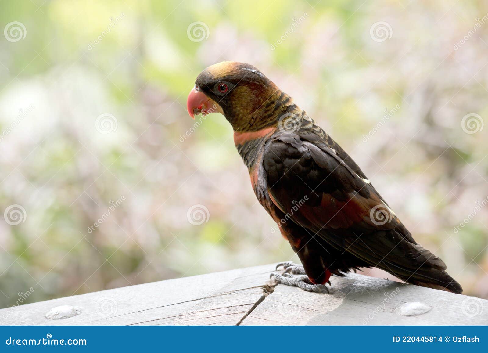 This is a Side View of a Dusky Lory Stock Photo - Image of orange ...