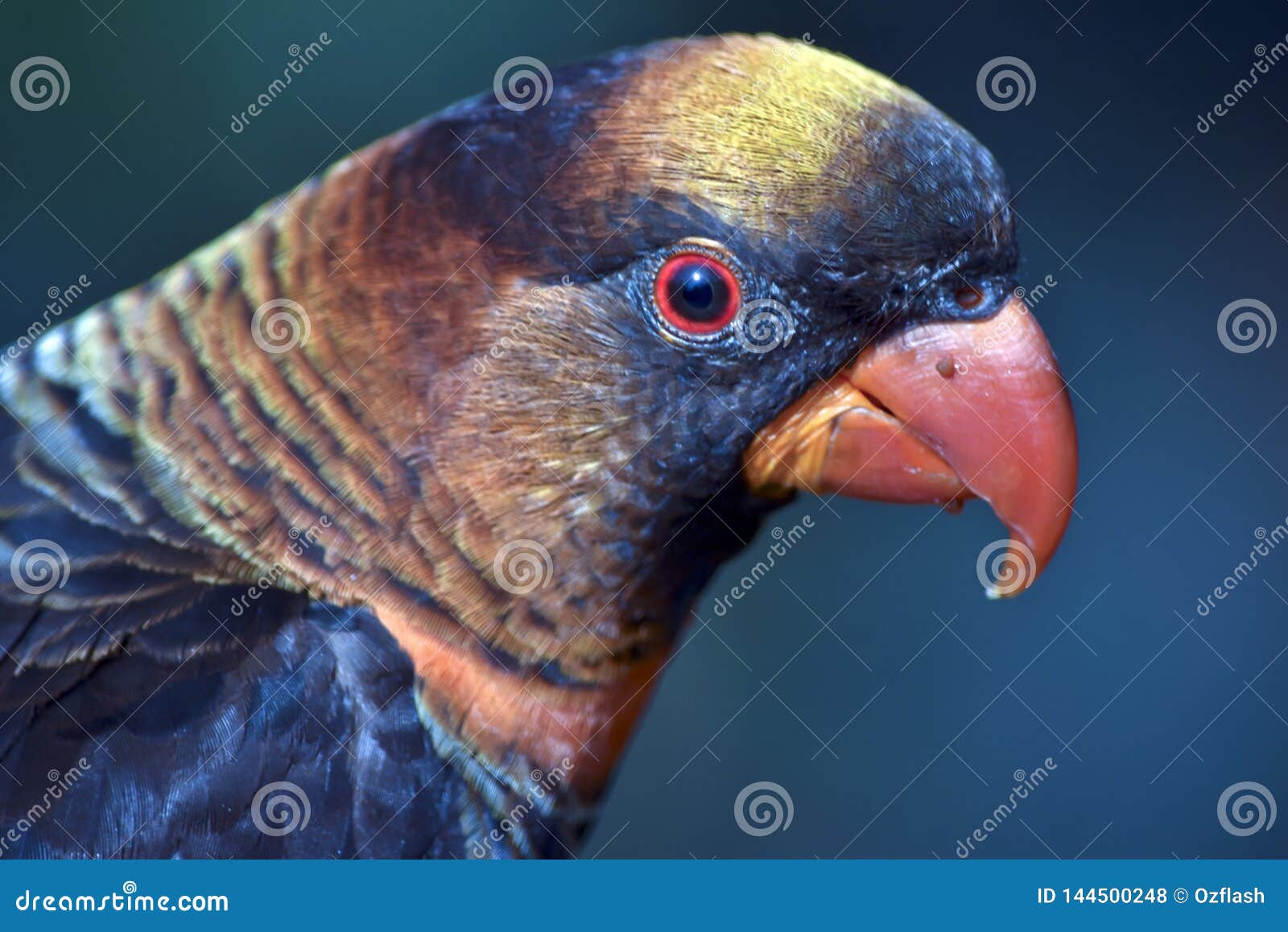 A Side View of a Dusky Lory Stock Photo - Image of lory, feathers ...