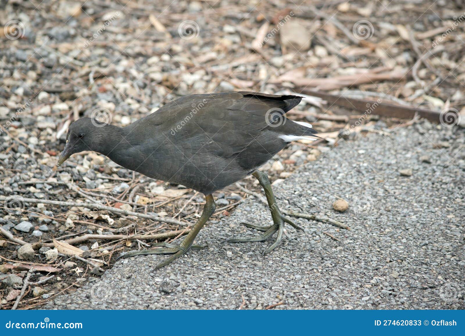 This is a Side View of a Dusky Moorhen Chick Stock Image - Image of ...