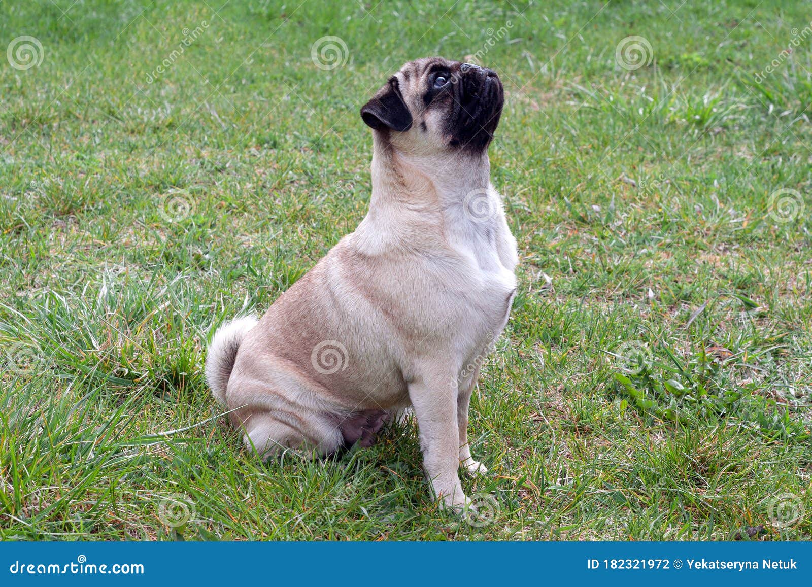Side View of a Dutiful Pug Looking Forward and Waiting while Sitting ...