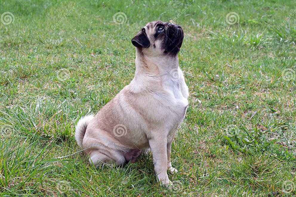 Side View of a Dutiful Pug Looking Forward and Waiting while Sitting ...