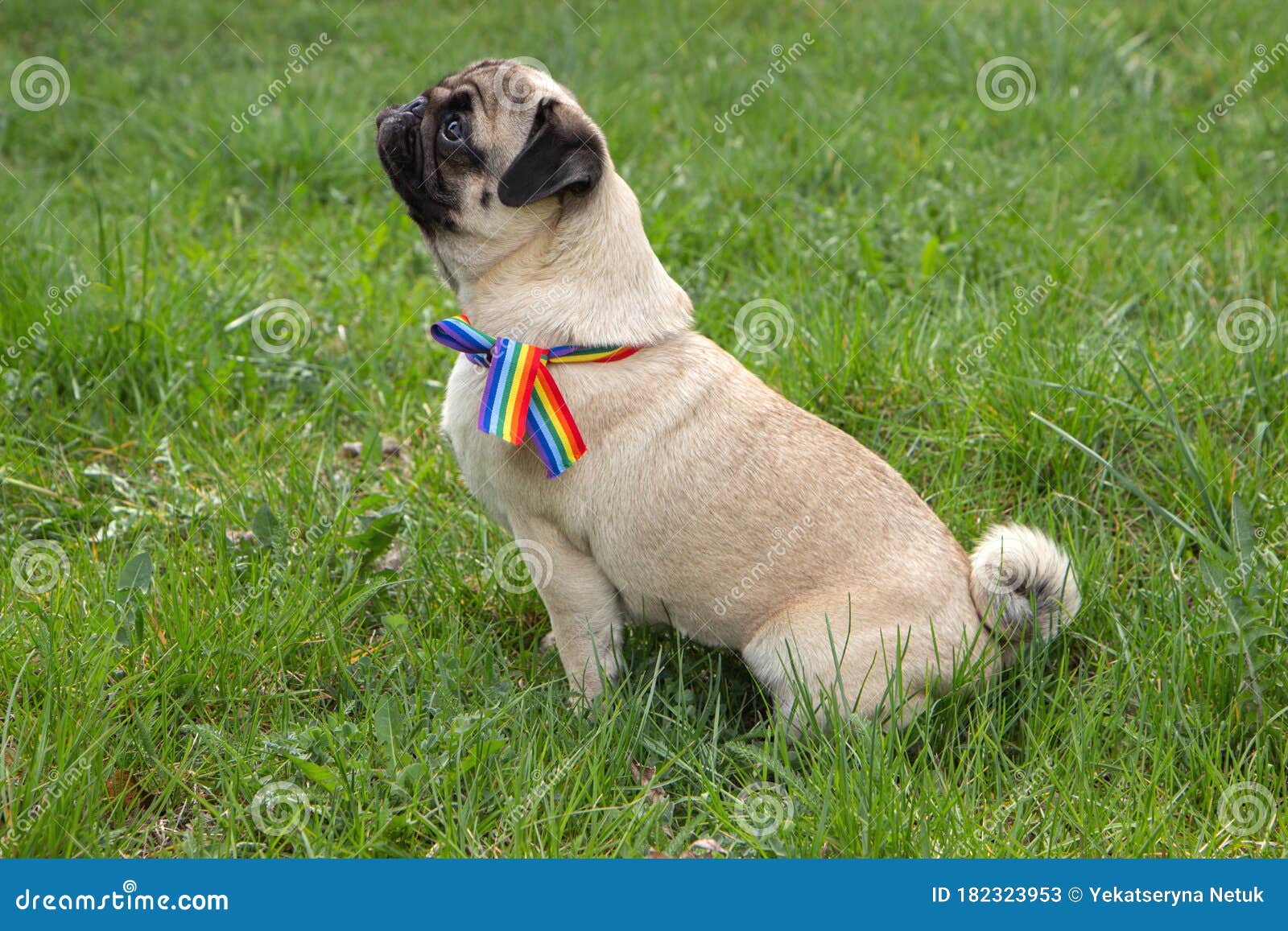 Side View of a Dutiful Pug Looking Forward and Waiting while Sitting ...