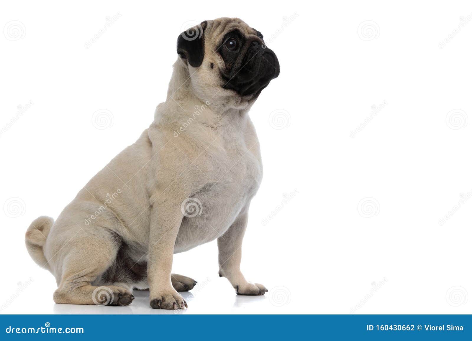 Side View of a Dutiful Pug Looking Forward Stock Photo - Image of ...