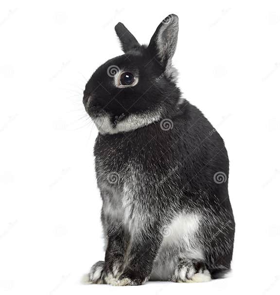 Side View of a Dwarf Rabbit Sitting Stock Image - Image of cute, rabbit ...