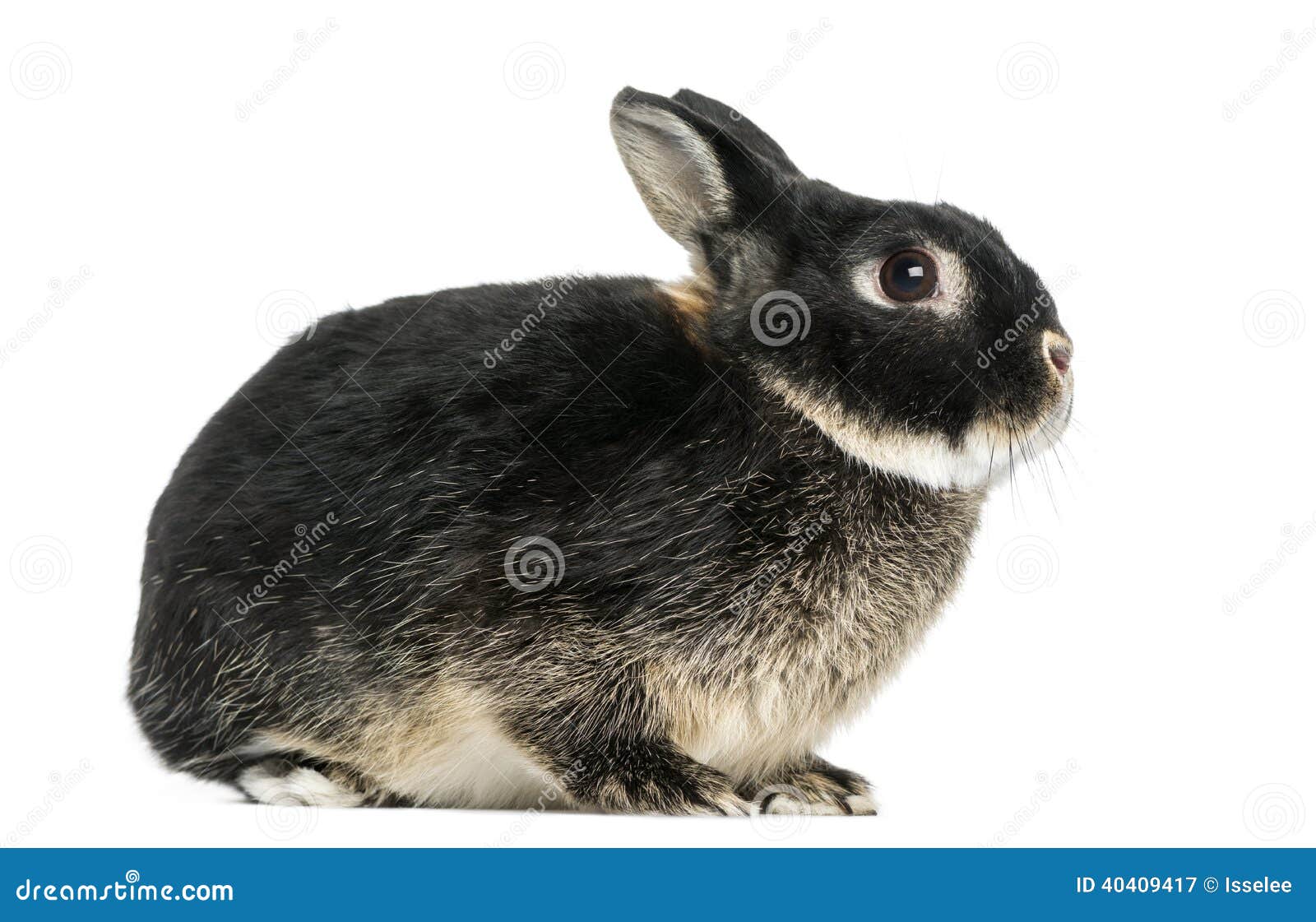 Bunny Baby Side View