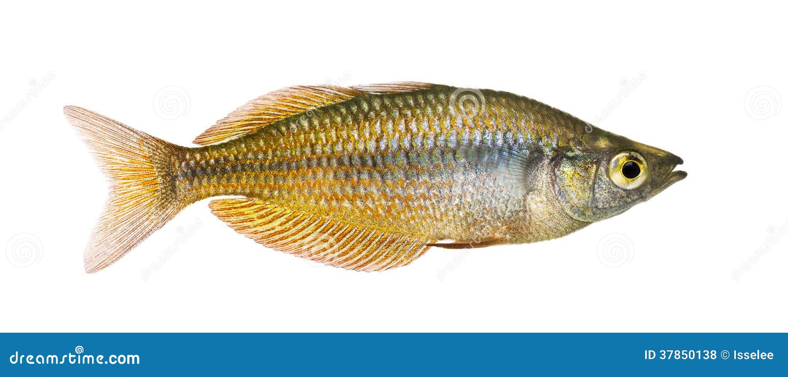 Side View of an Eastern Rainbowfish Stock Photo - Image of swimming ...