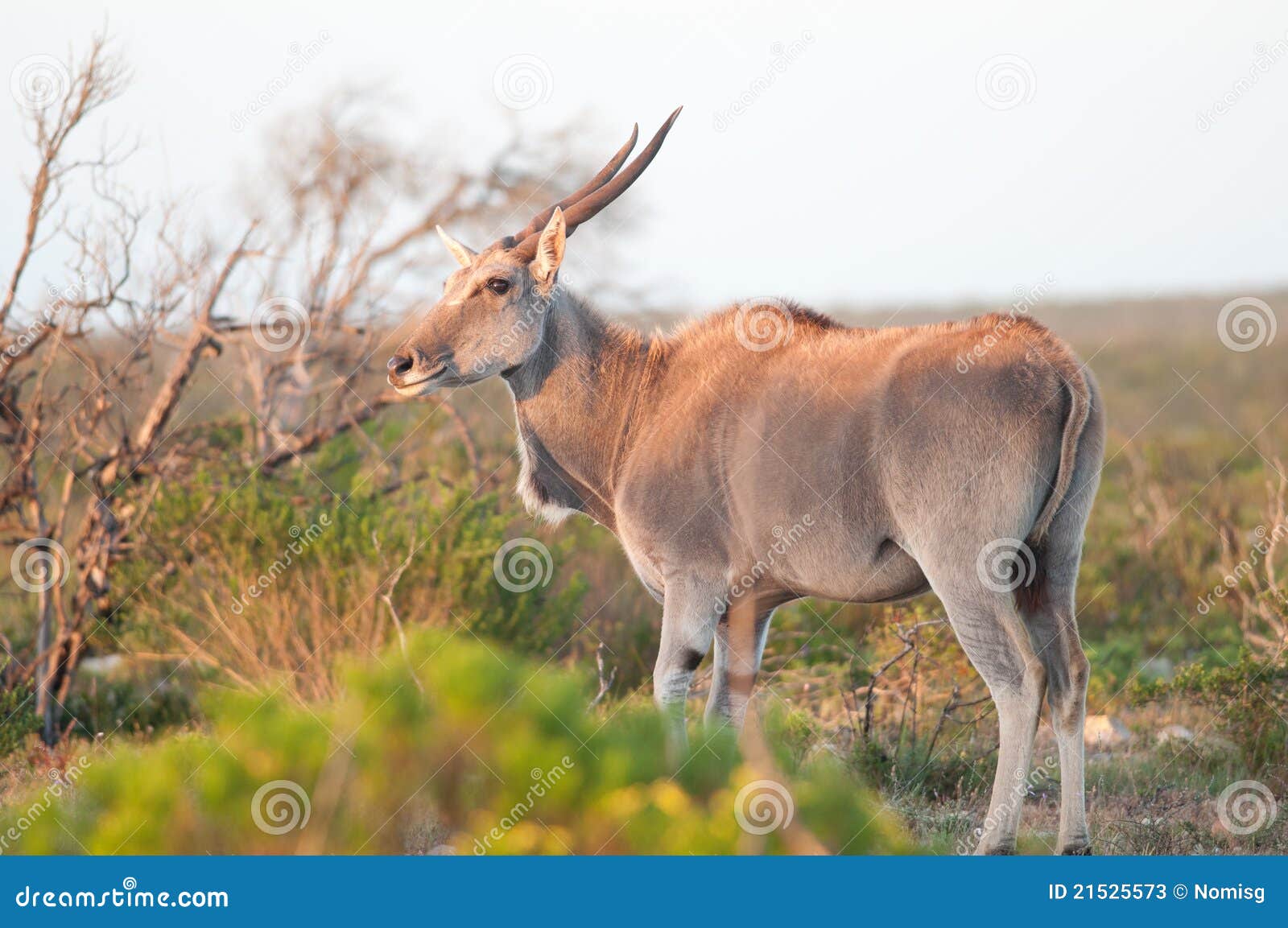 Side view of Eland stock image. Image of south, side - 21525573