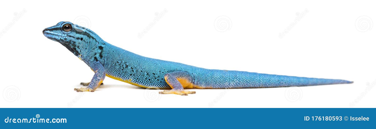 Side View of a Electric Blue Gecko, Lygodactylus Williamsi Stock Image ...