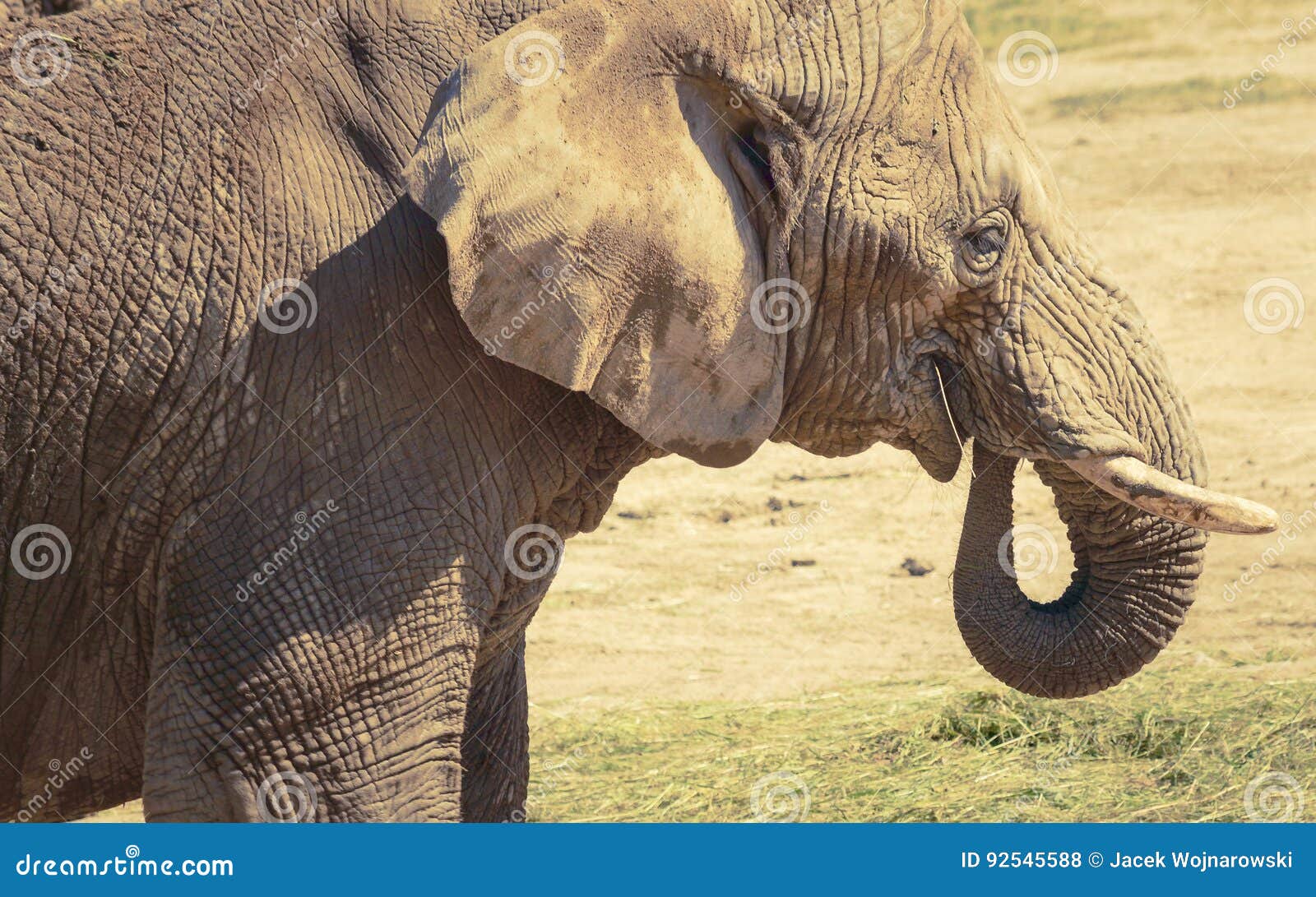 Side View of Elephant Close Up Stock Photo - Image of animal, wildlife ...
