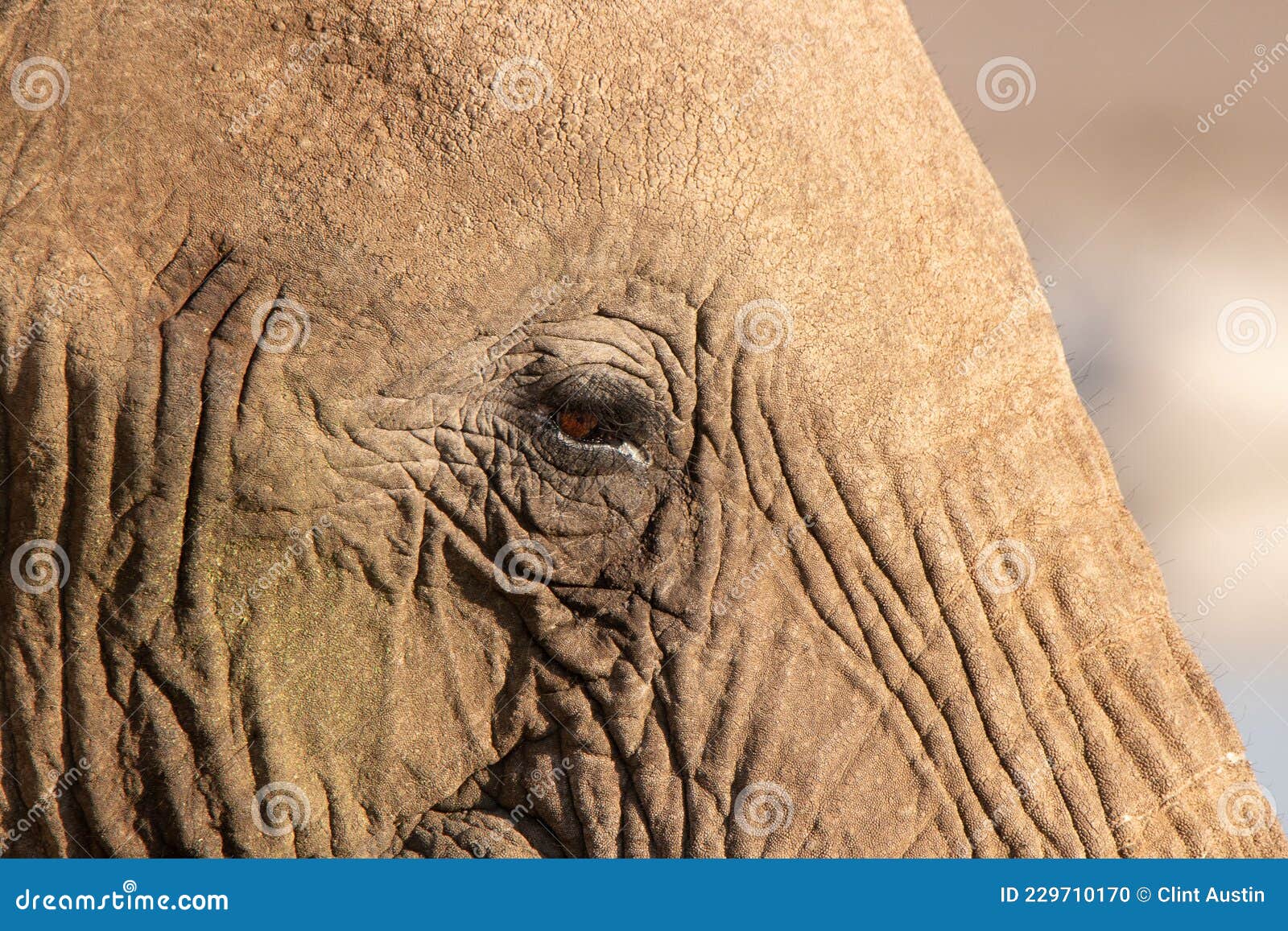 Side View of an Elephant`s Face Stock Photo - Image of tanzania, trunk ...