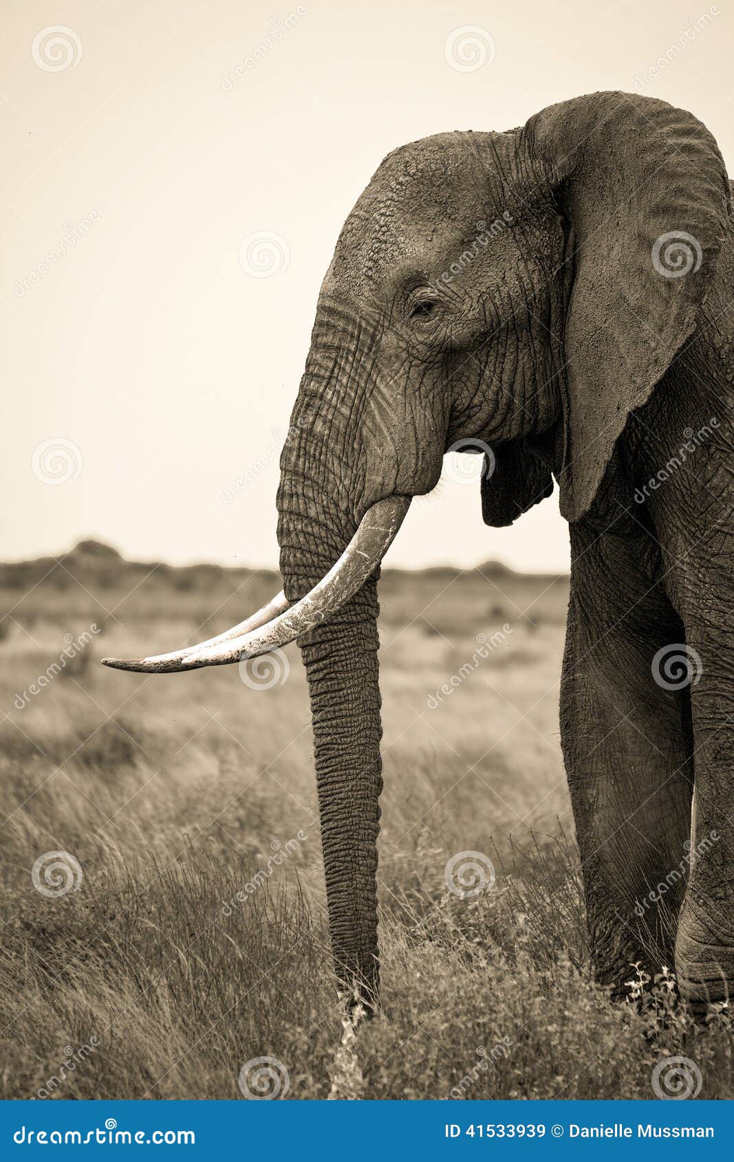Side View of Elephant in Sepia Stock Image - Image of ivory, side: 41533939