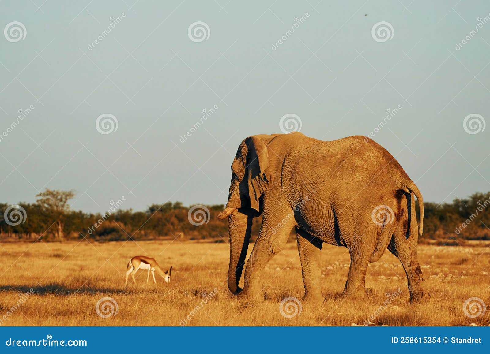 View Of The Elephant Waterfall In Vietnam Royalty-Free Stock Image ...