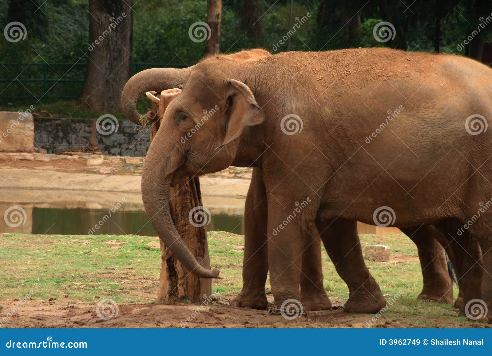 Side view of elephants stock image. Image of trees, captivity - 3962749