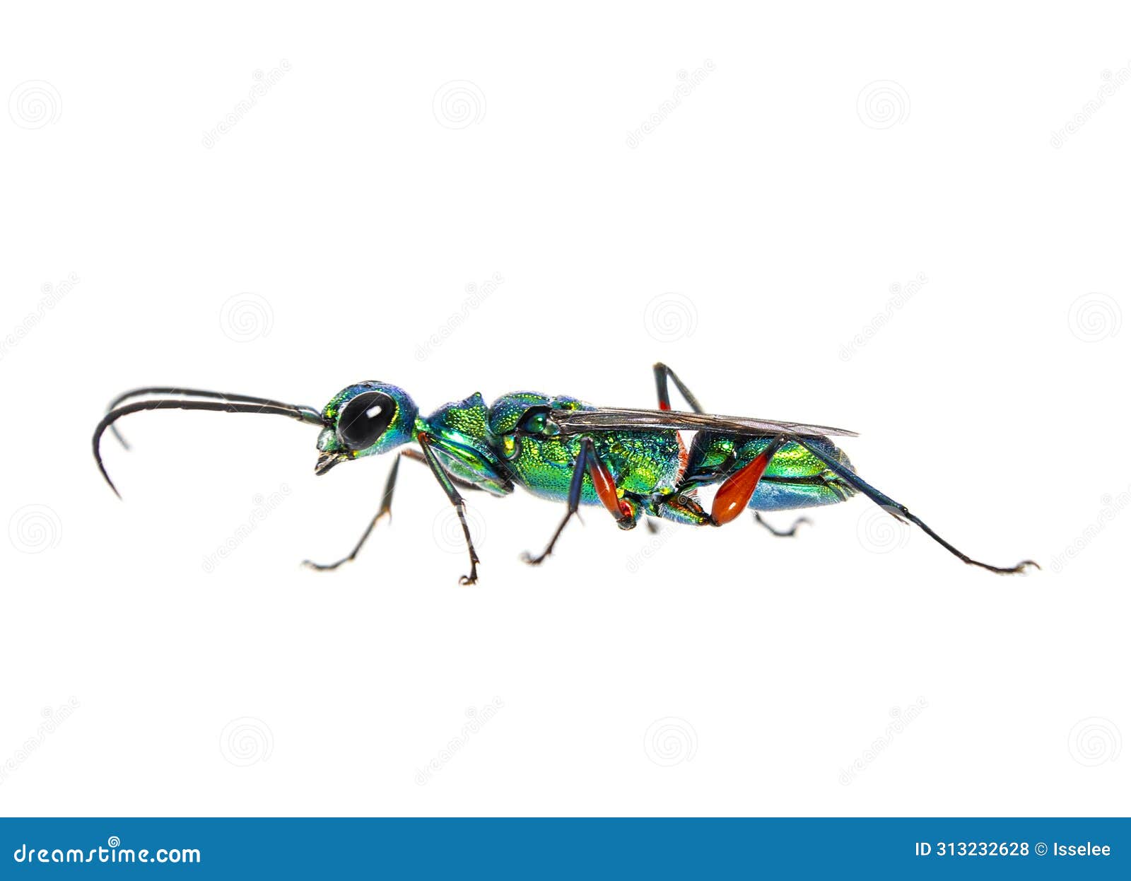 Side View Of A Emerald Cockroach Wasp, Ampulex Compressa, Isolated On ...