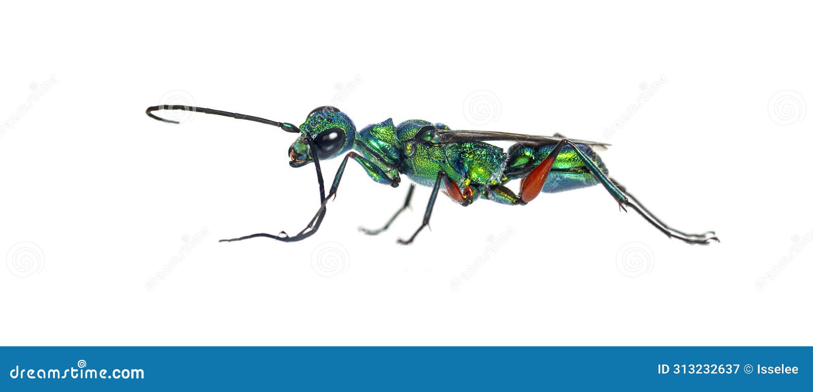 Side View Of A Emerald Cockroach Wasp, Ampulex Compressa, Isolated On ...