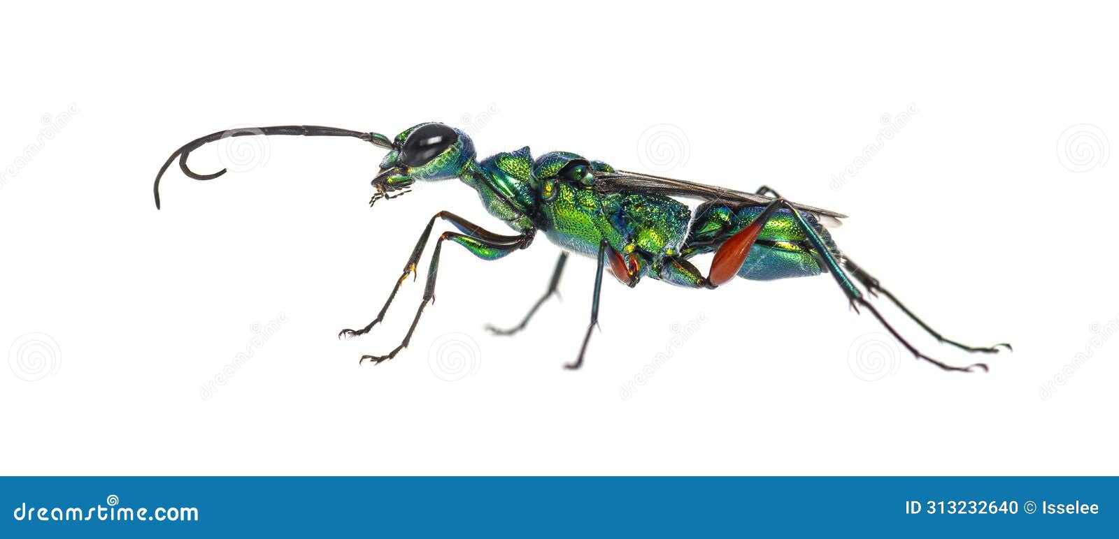 Emerald Cockroach Wasp Ampulex Compressa. Royalty-Free Stock Image ...