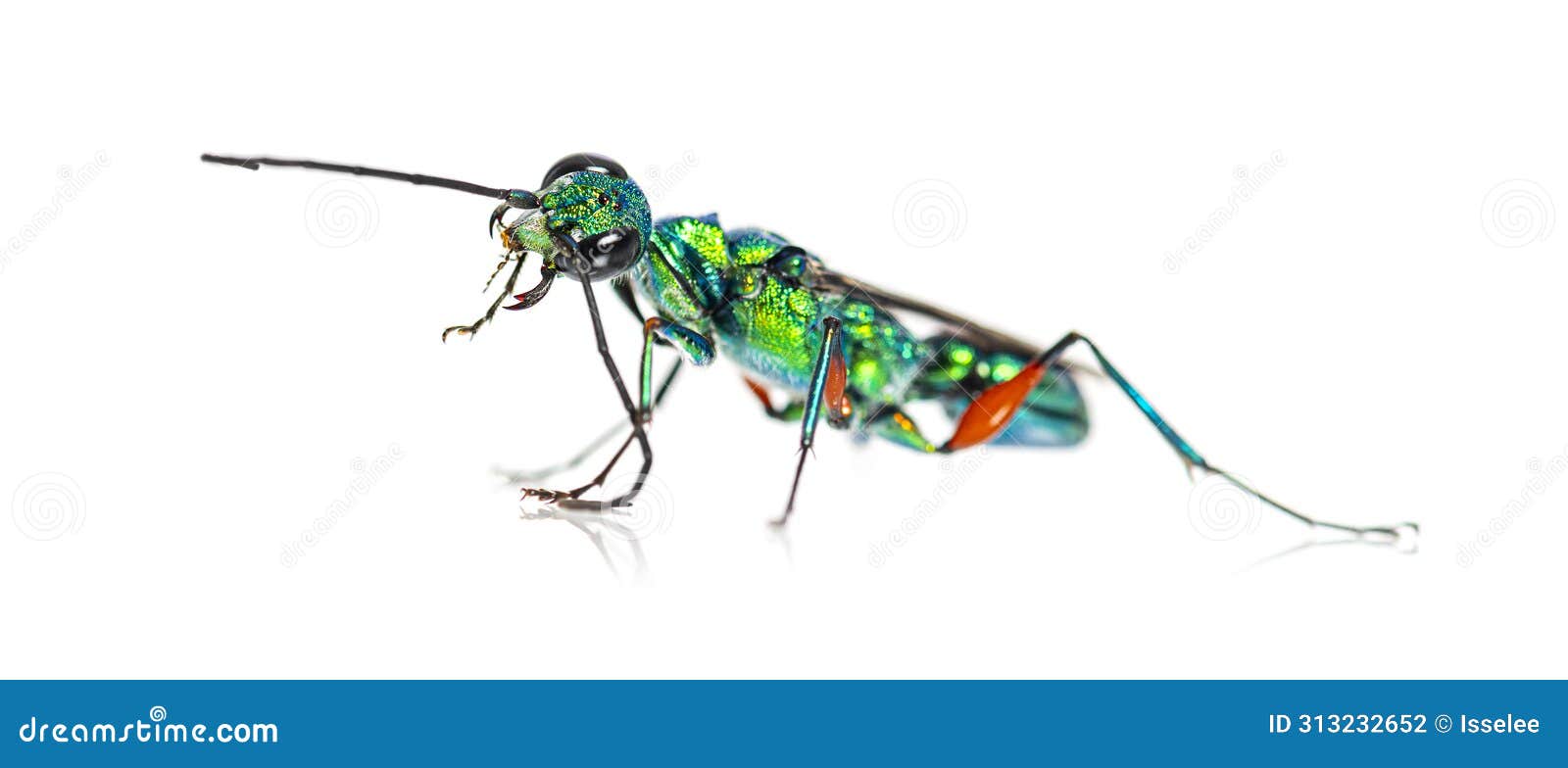 Emerald Cockroach Wasp Ampulex Compressa. Stock Photo | CartoonDealer ...