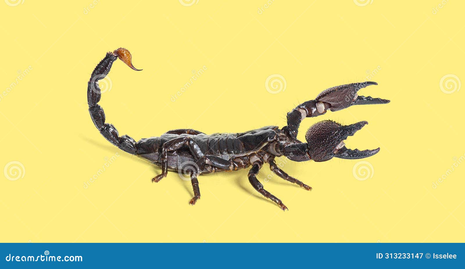 Top View Of Scorpion Royalty-Free Stock Photography | CartoonDealer.com ...