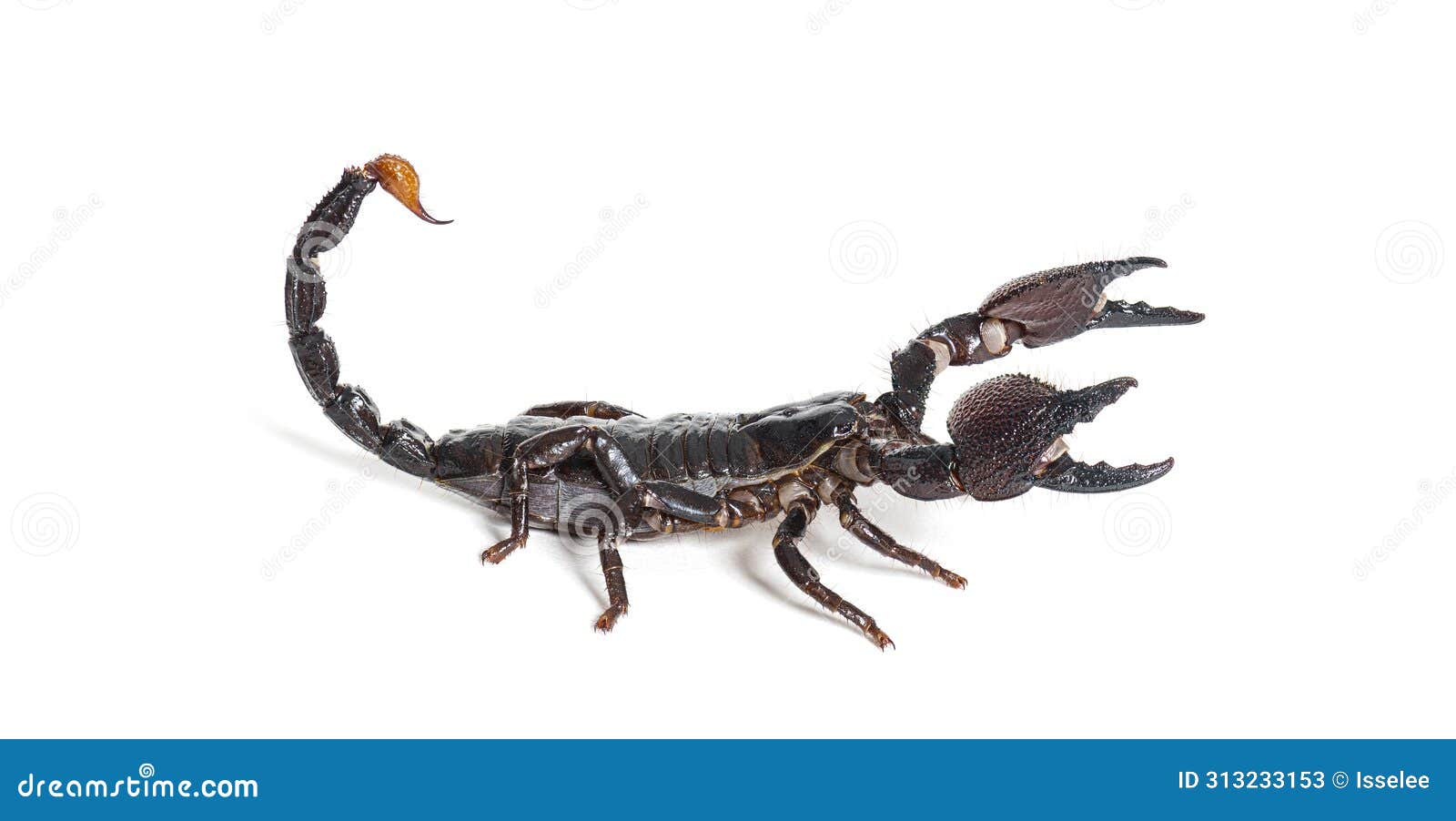 Emperor Scorpion Royalty-Free Stock Photography | CartoonDealer.com ...