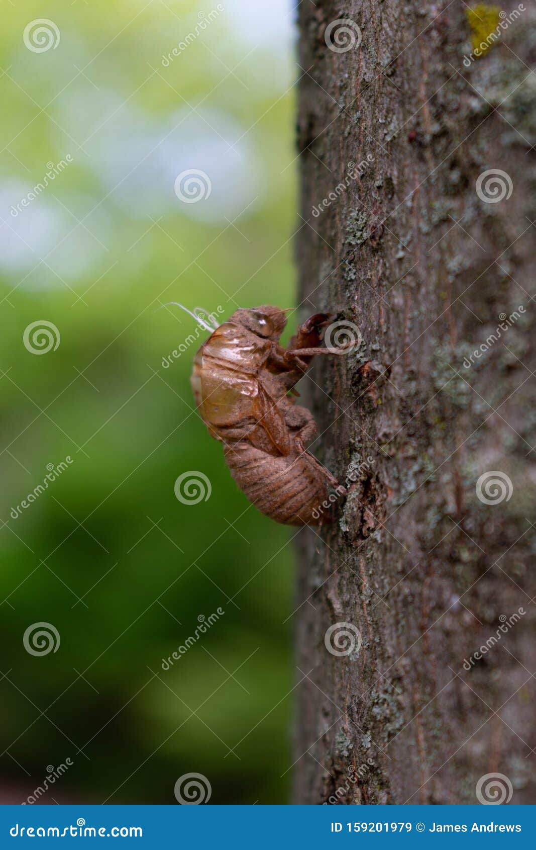 Cicada Exoskeleton On Wood Tree Surface At A Botanical Garden. Royalty ...