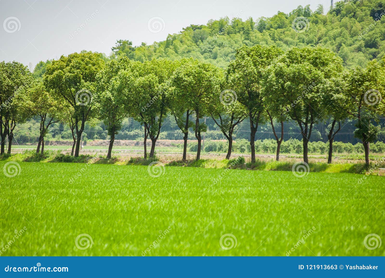 Side View of an Empty Road with Tree Growing on Both Sides Stock Image ...