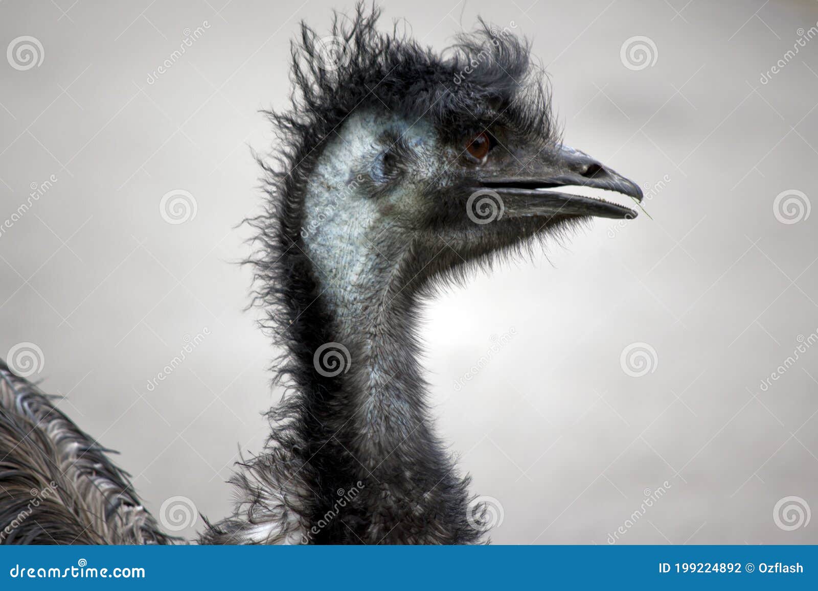 This is a Side View of an Emu Stock Photo - Image of long, plumage ...