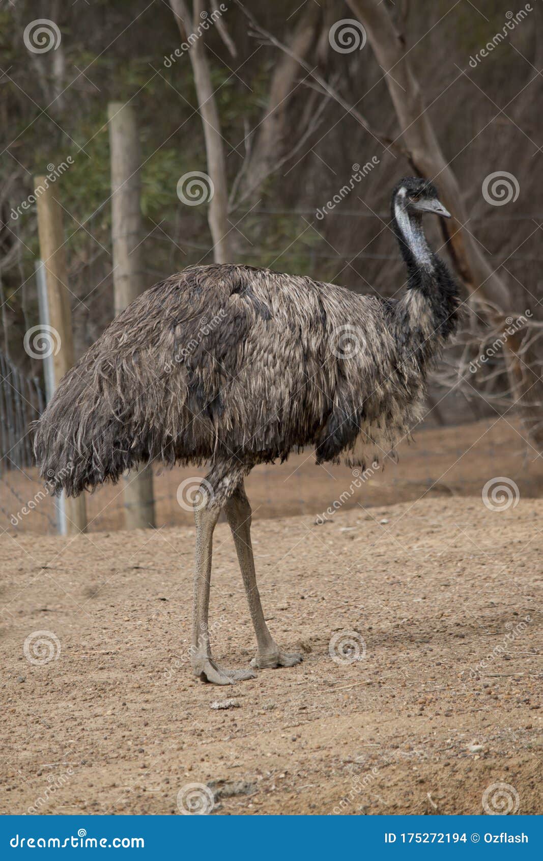 The Emu is Walking Around His Enclosure Stock Photo - Image of eyes ...