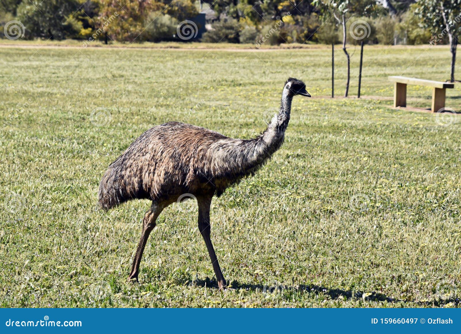 This is a Side View of an EMU Stock Image - Image of eyes, neck: 159660497