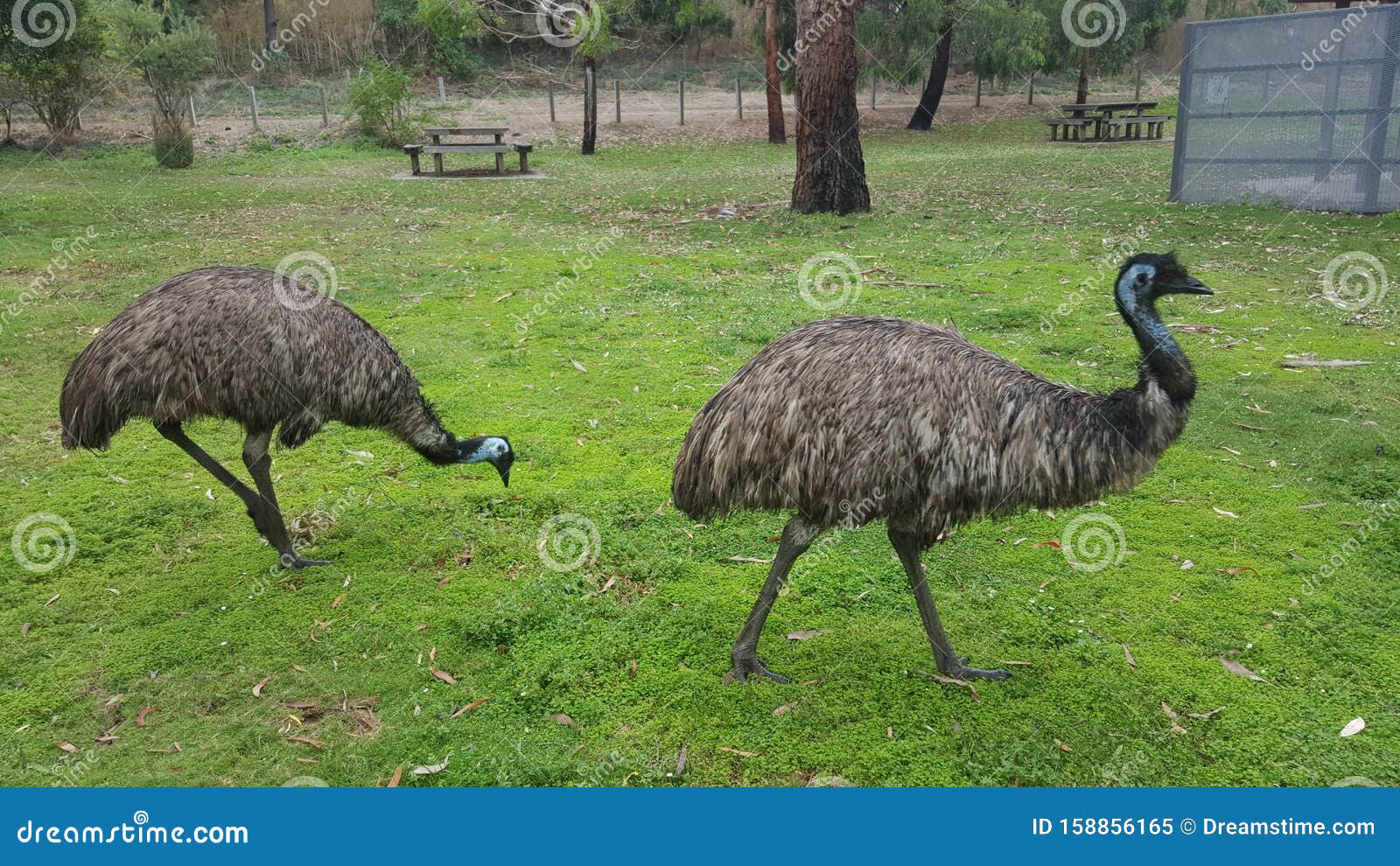 Side view of 2 Emu`s stock image. Image of birds, view - 158856165