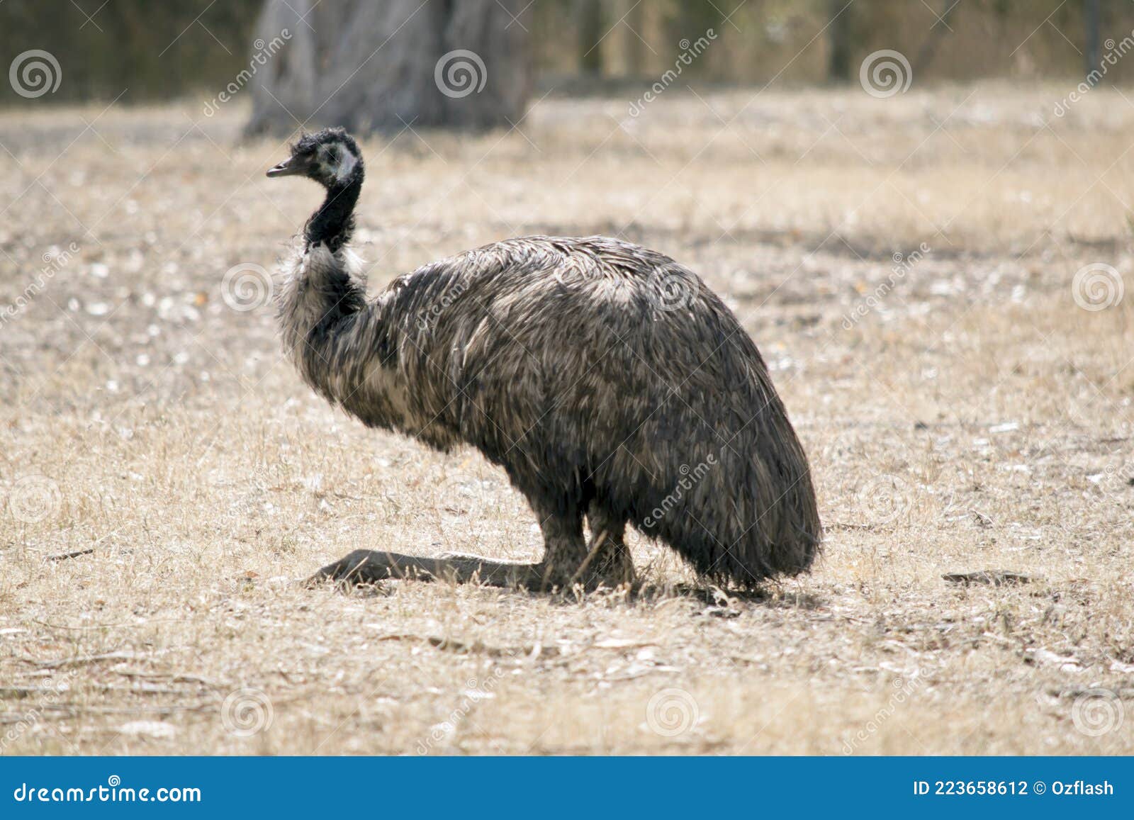 This is a Side View of an Emu Stock Photo - Image of feather, eyes ...