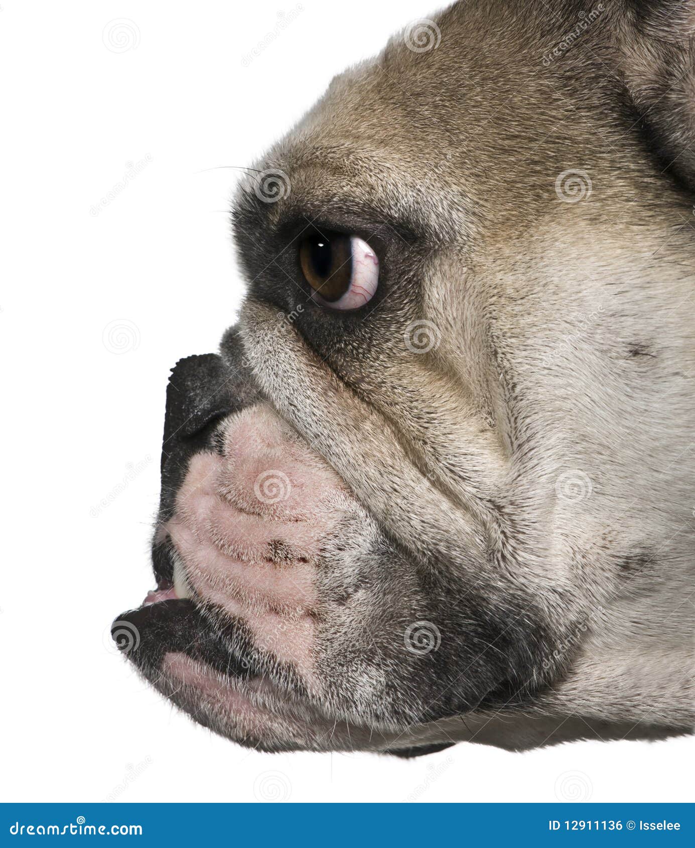 Side View of English Bulldog, Close-up Stock Photo - Image of head ...