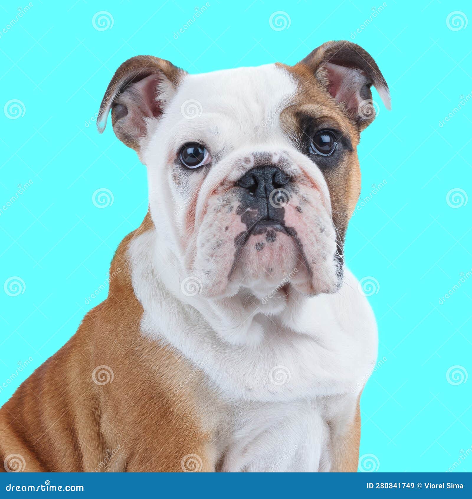 Side View of English Bulldog Dog Looking Forward and Sitting Stock ...