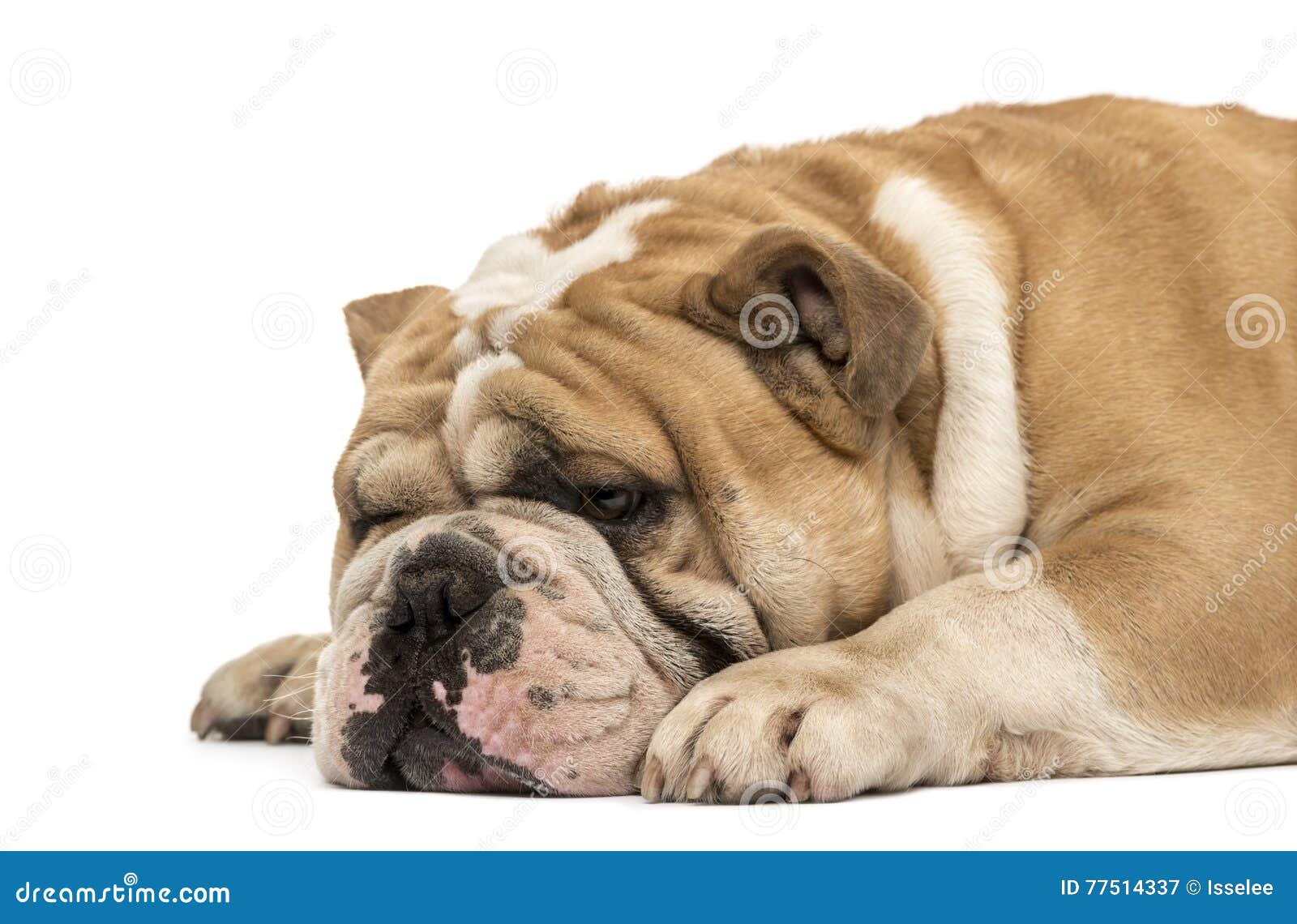 Side View of an English Bulldog Sleeping Isolated on White Stock Image ...