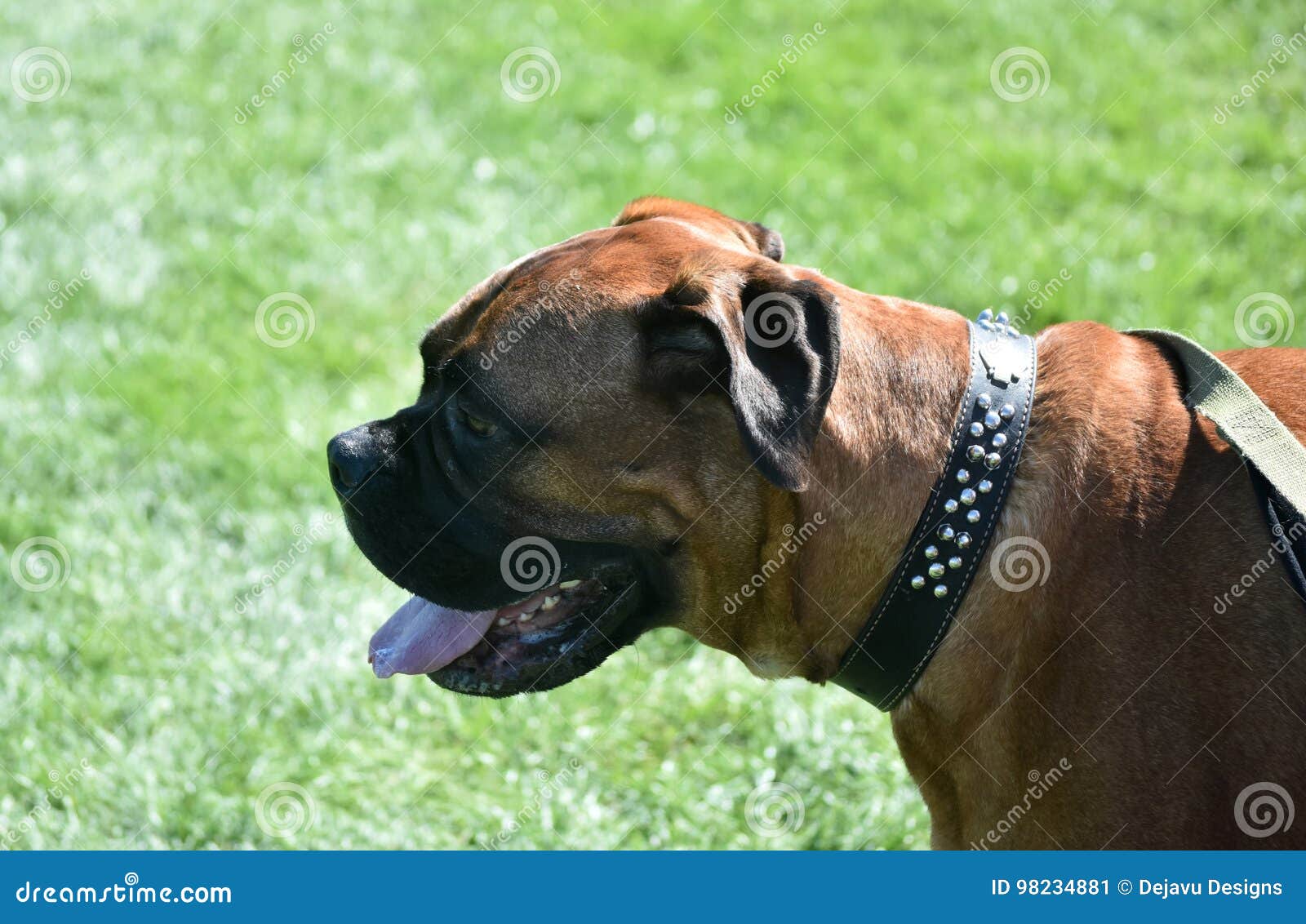 Side View of an English Mastiff Dog on a Leash Stock Image - Image of ...