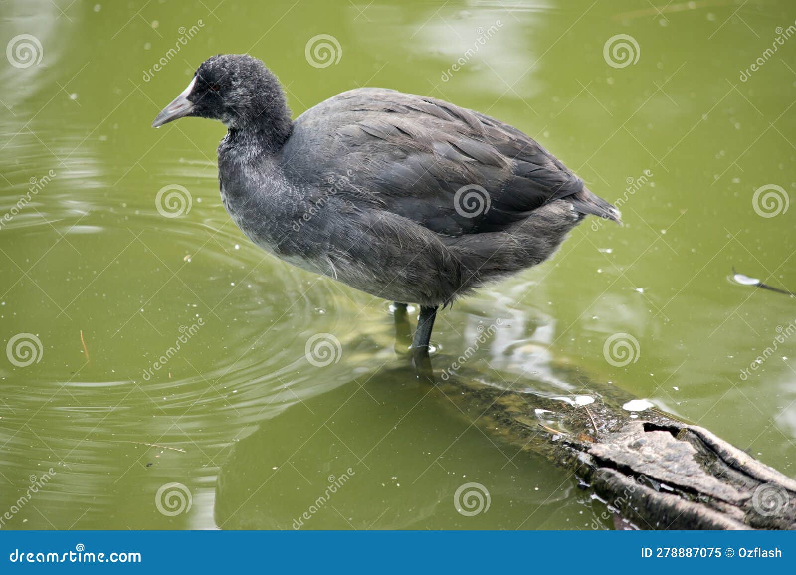 This is a Side View of an Eurasian Coot Chick Stock Image - Image of ...