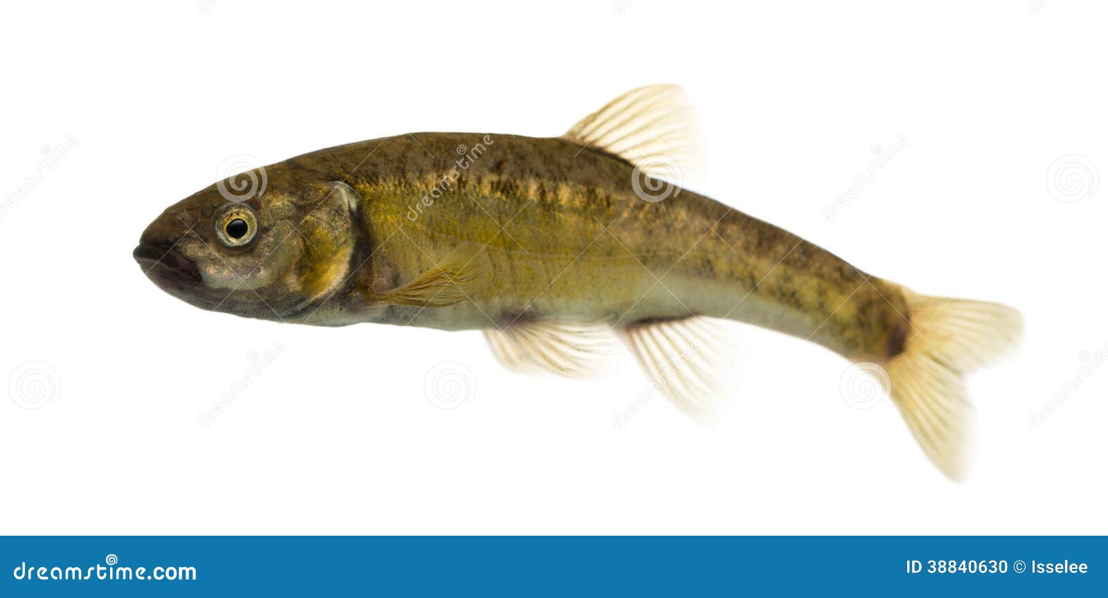 Side View of an Eurasian Minnow Stock Photo - Image of minnow, swimming ...