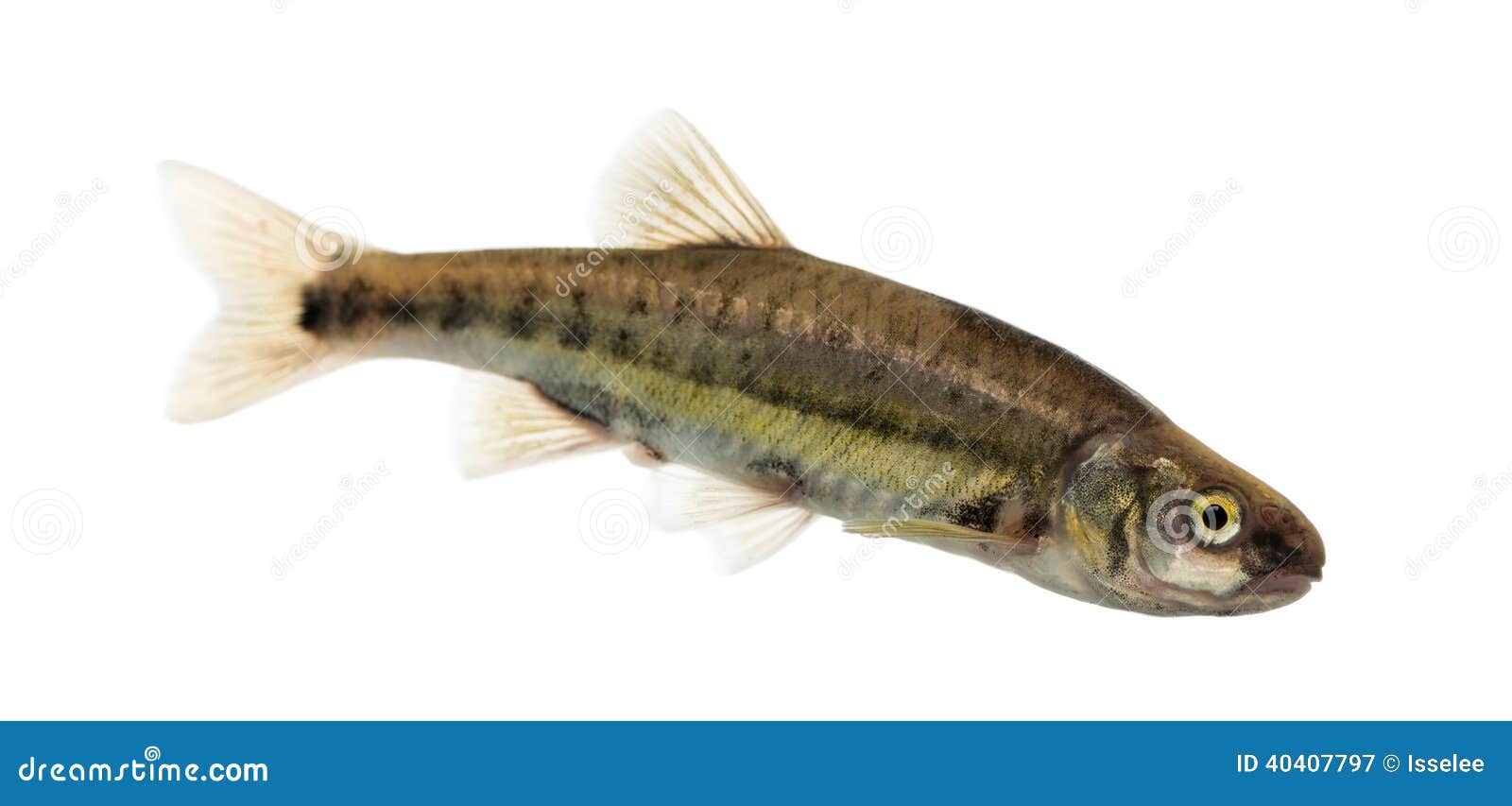 Eurasian Minnow Swimming, Viewed From Below Royalty-Free Stock Photo ...