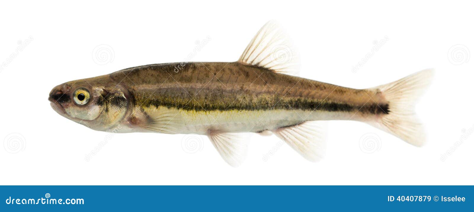 Eurasian Minnow Swimming, Viewed From Below Royalty-Free Stock Photo ...