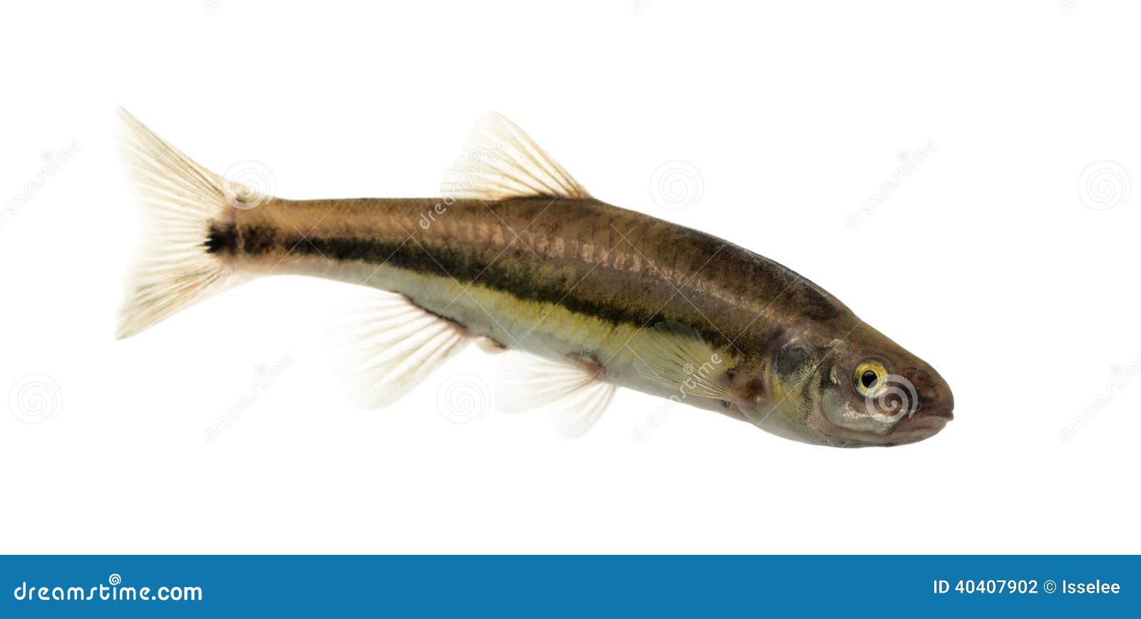 Eurasian Minnow Swimming, Viewed From Below Royalty-Free Stock Photo ...
