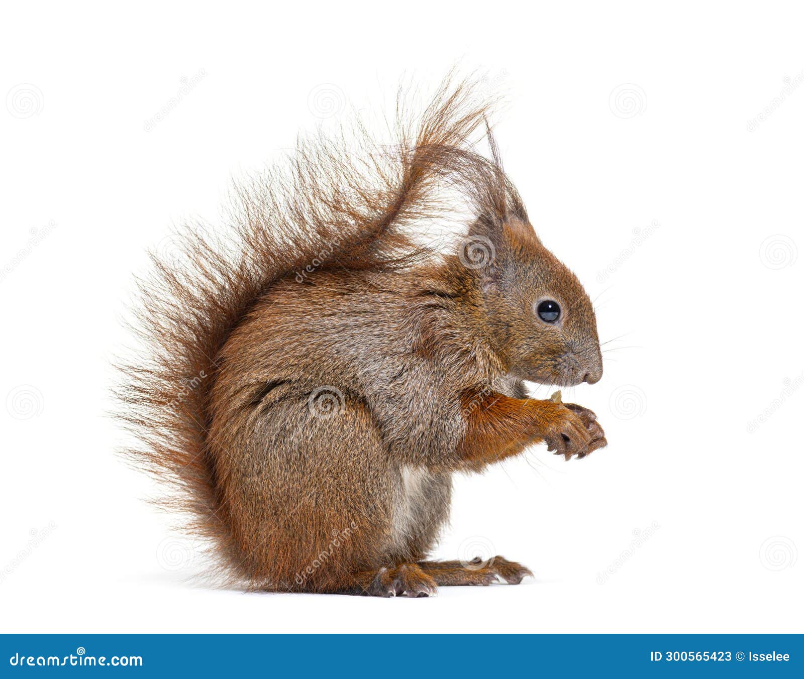 Side View of a Eurasian Red Squirrel Looking at the Camera, Sciurus ...