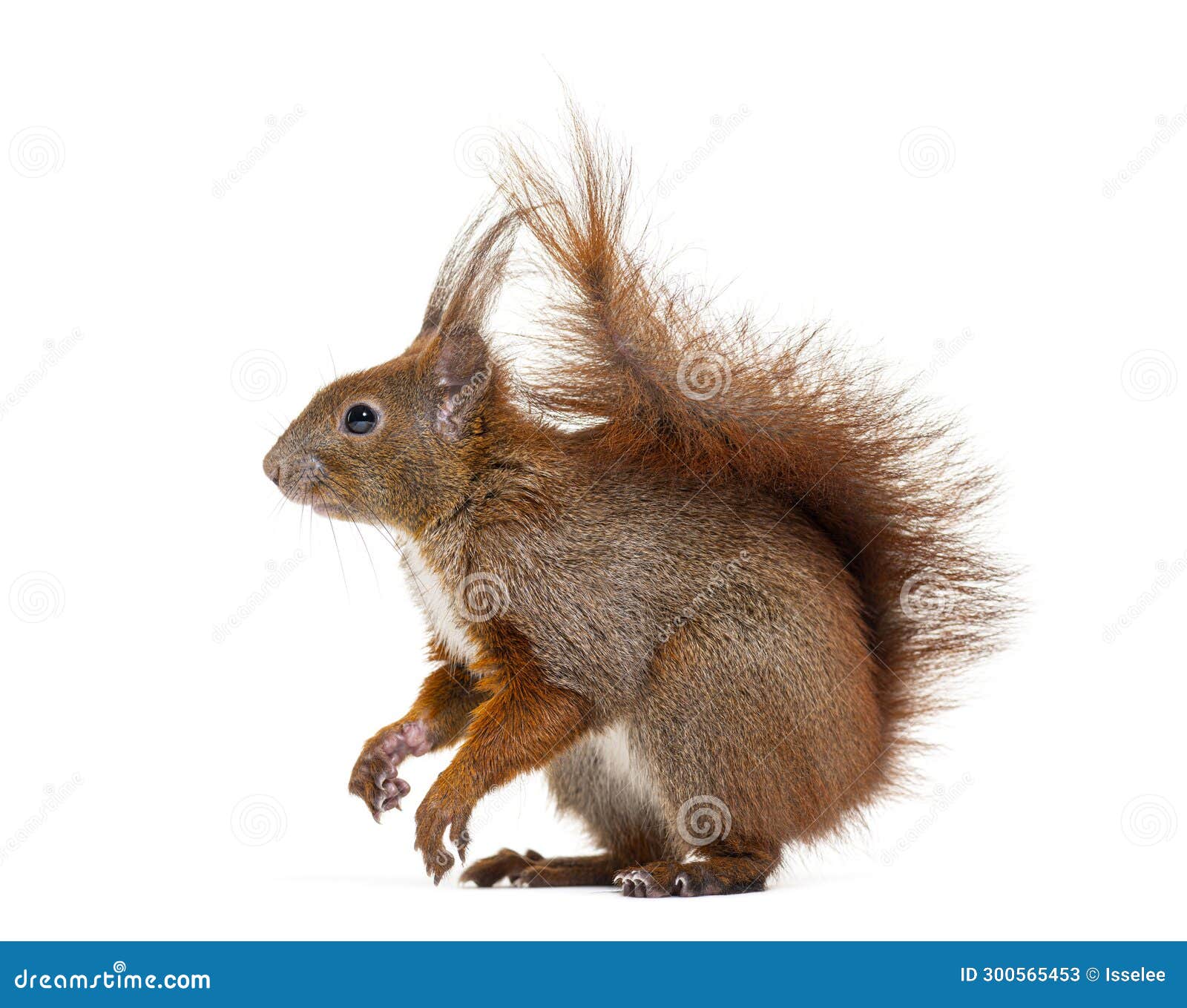 Side View of a Eurasian Red Squirrel Looking at the Camera, Sciurus ...