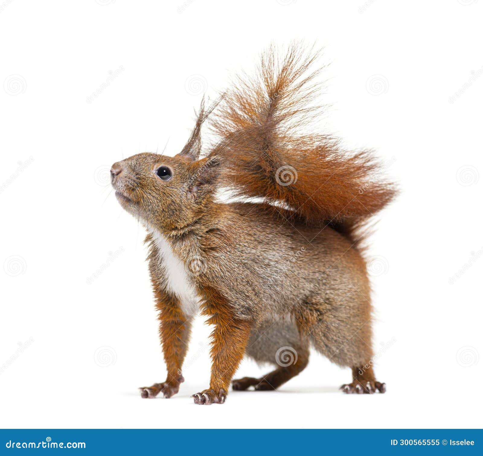 Side View of a Eurasian Red Squirrel Looking at the Camera, Sciurus ...