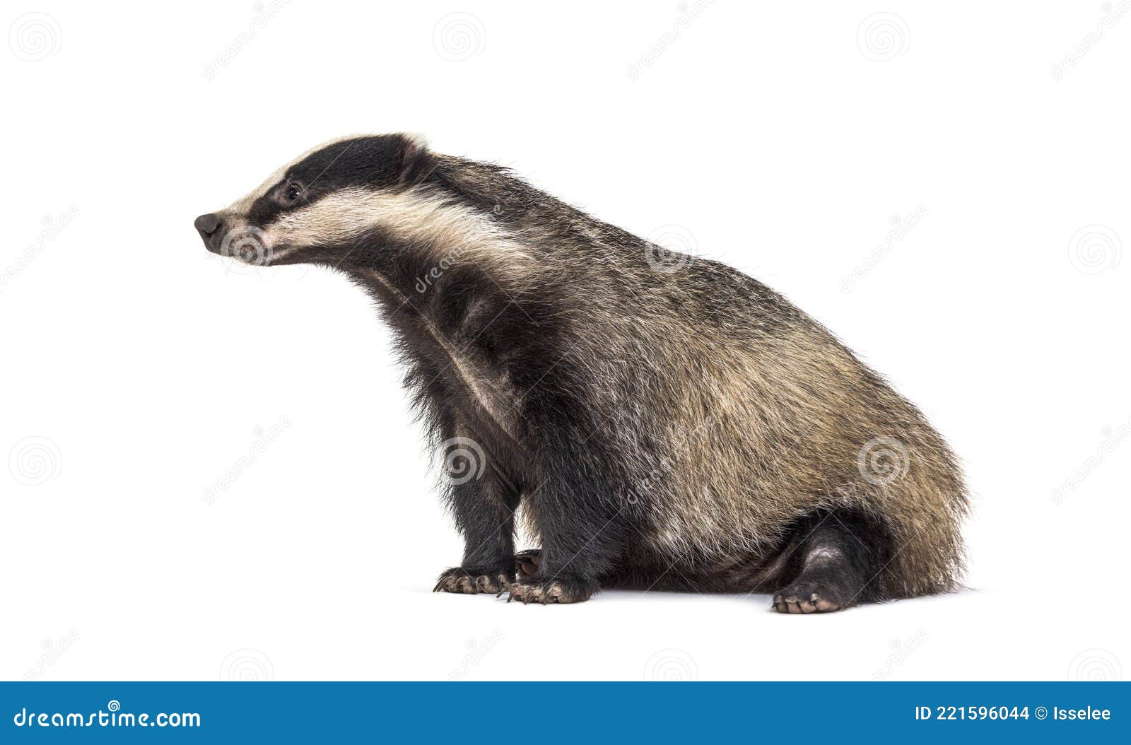 Side View European Badger, Six Months Old Stock Photo - Image of view ...