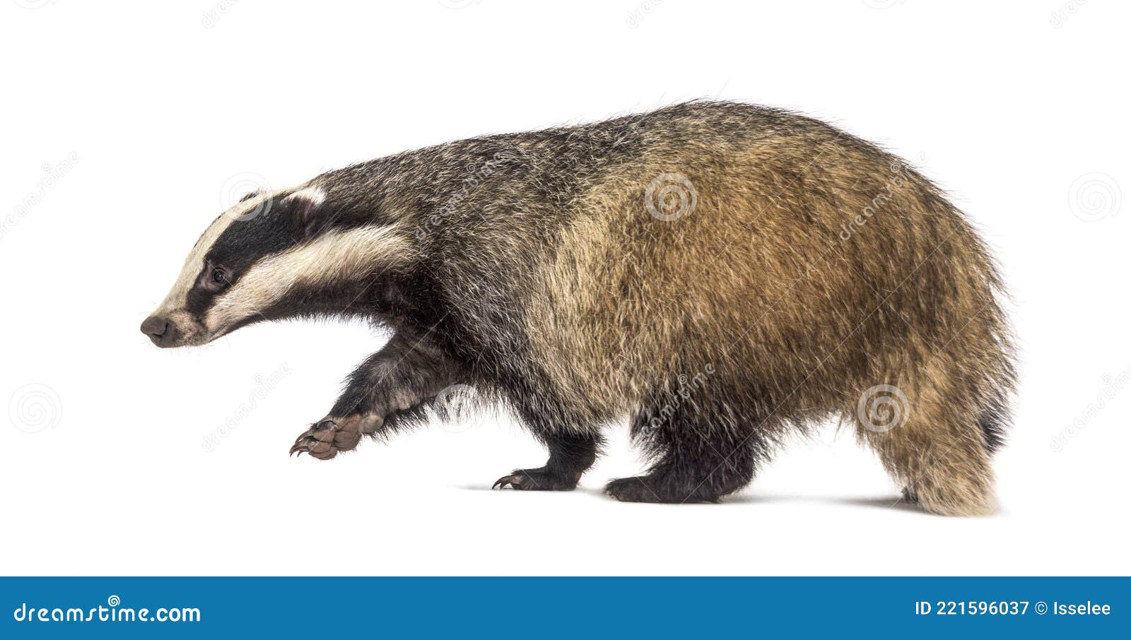 Side View of a European Badger Walking Away, Isolated Stock Image ...