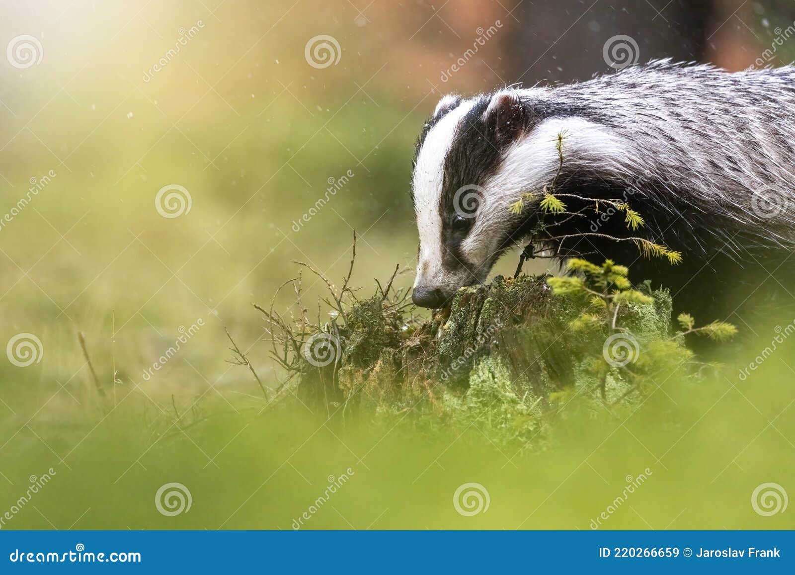 Side View of European Badgerin the Forest Stock Image - Image of ...