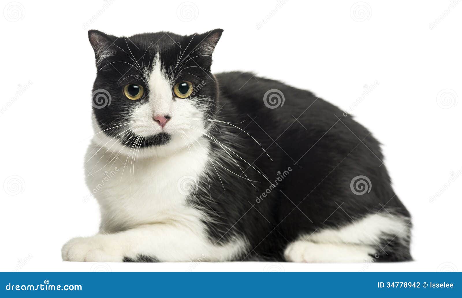 Side View of European Cat Lying, Looking at the Camera, Isolated Stock ...
