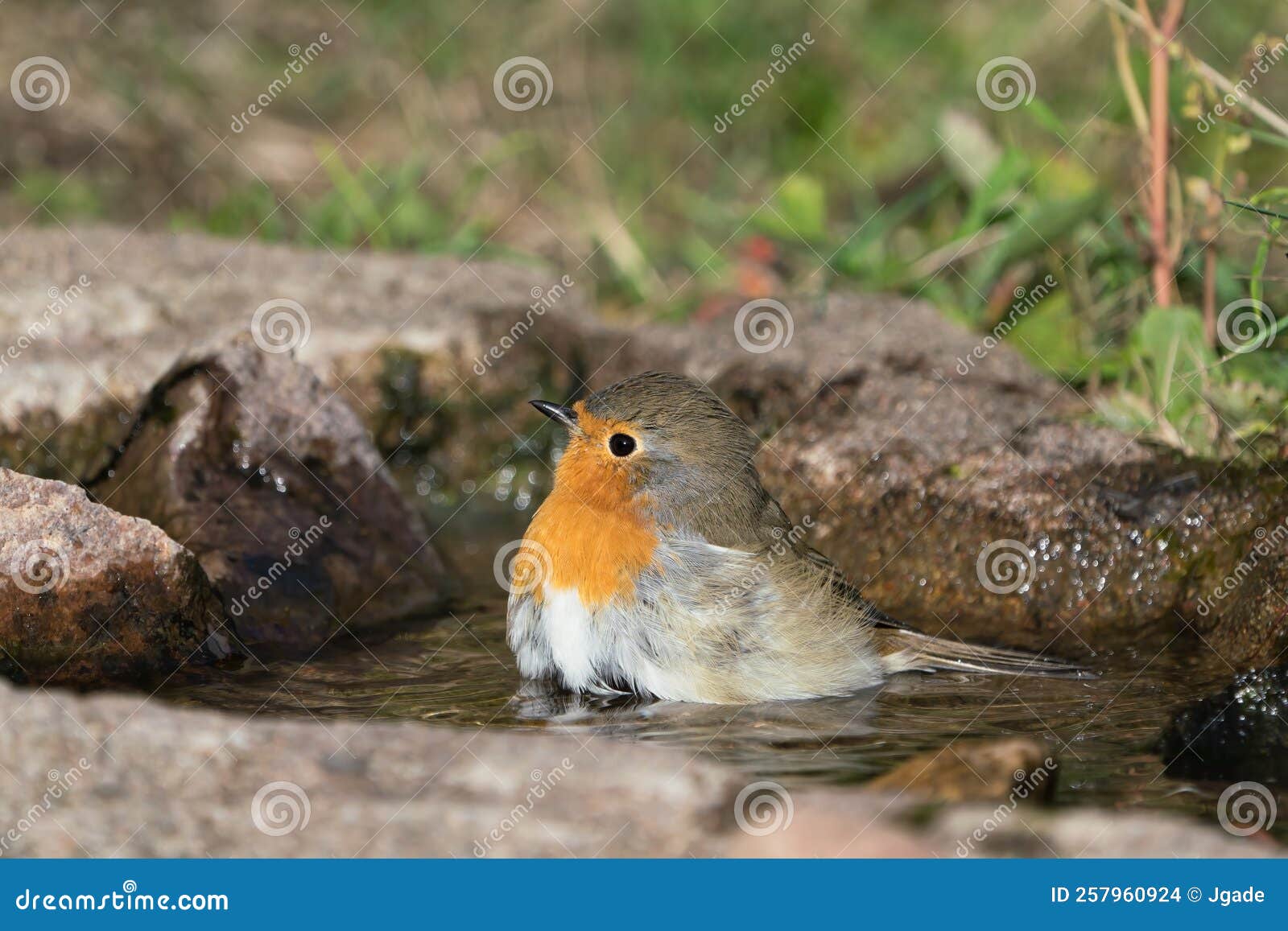Red robin bird stock photo. Image of birdbath, robin - 257960924