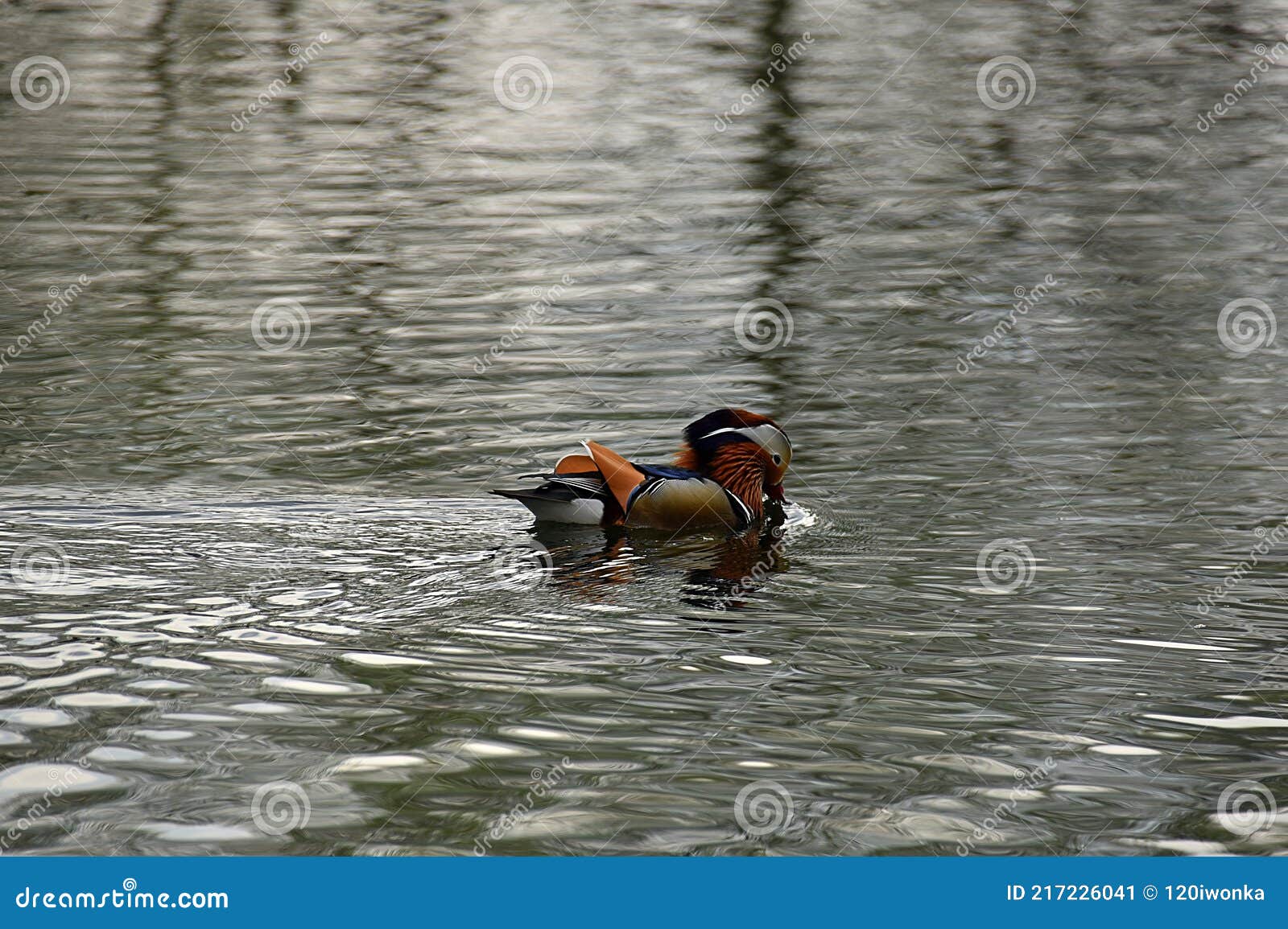 Mandarin duck on the water stock image. Image of lake - 217226041